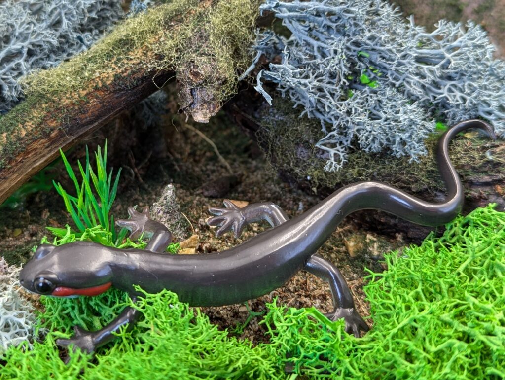 Red-cheeked Salamander (Great Smoky Mountains Park Shop by Safari Ltd ...