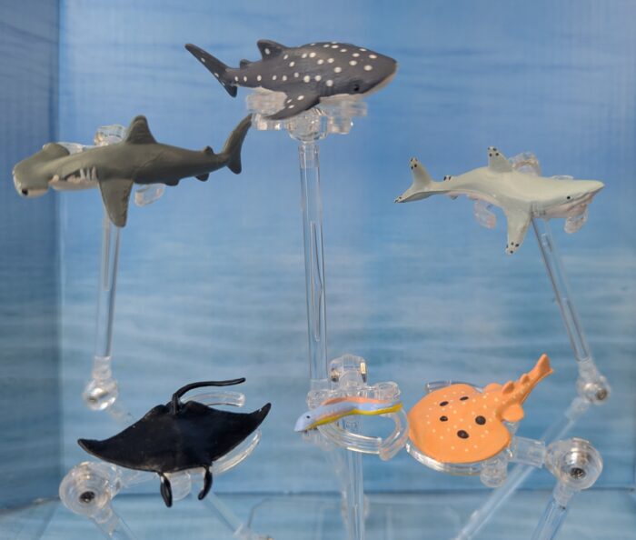 Lamprey, Sharks and Rays (Marine Animals by Panini), Part 6 - Animal ...